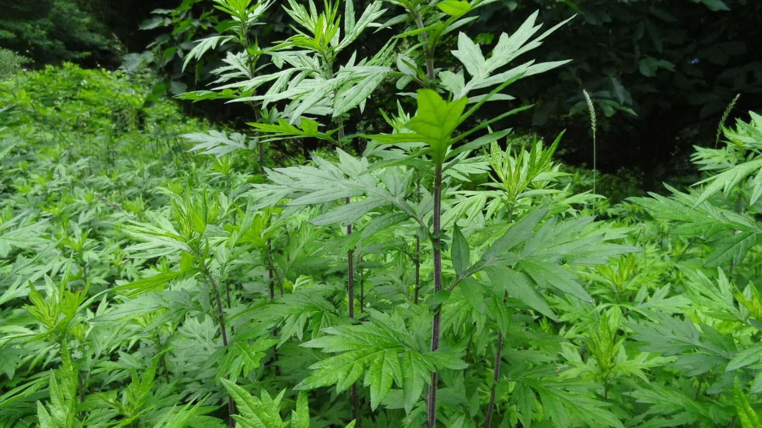 Mugwort Seeds | Medicinal Herb Garden Seeds - Honest Seed Co.