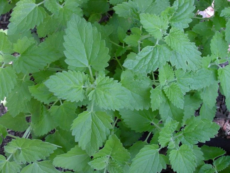 200+ Heirloom Catnip Seeds (Catmint) - Honest Seed Co.