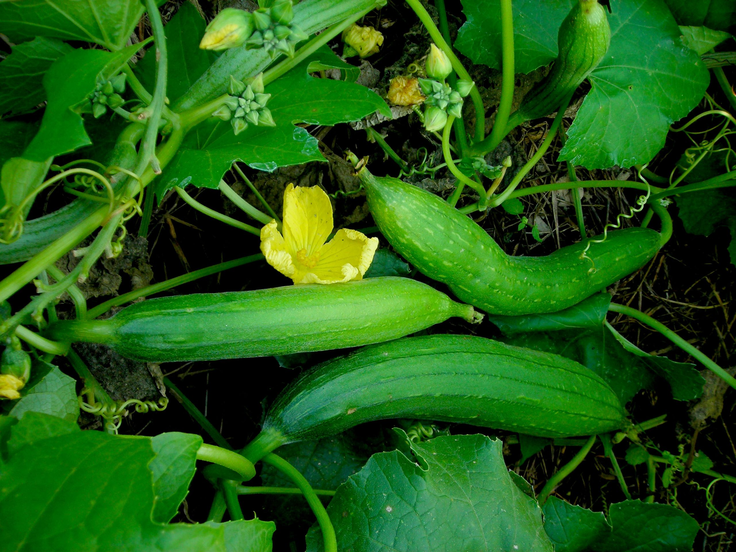 Luffa Sponge Gourd - Honest Seed Co. Luffa Sponge Gourd - Honest Seed Co.