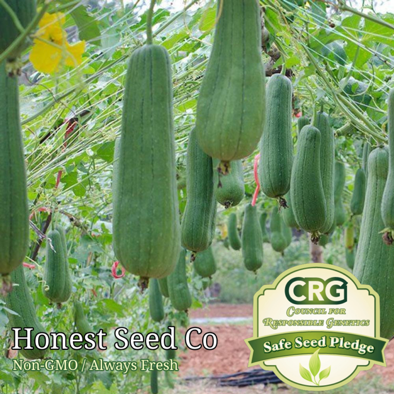 Luffa Sponge Gourd Seeds - Honest Seed Co.