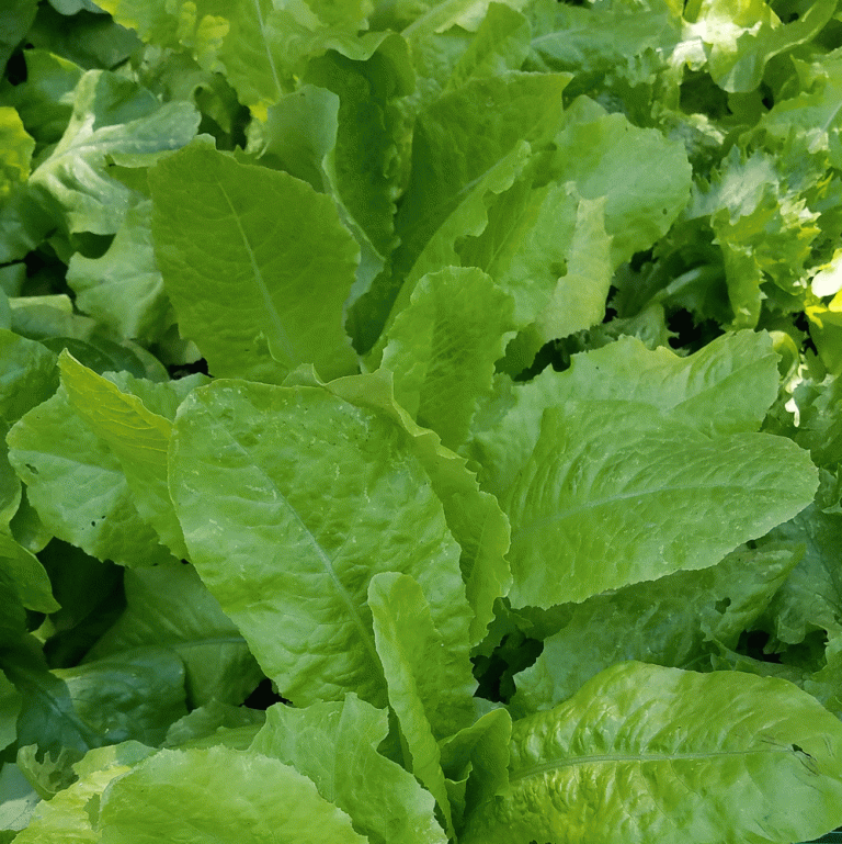 Crisphead Iceberg Lettuce Seeds - Honest Seed Co.