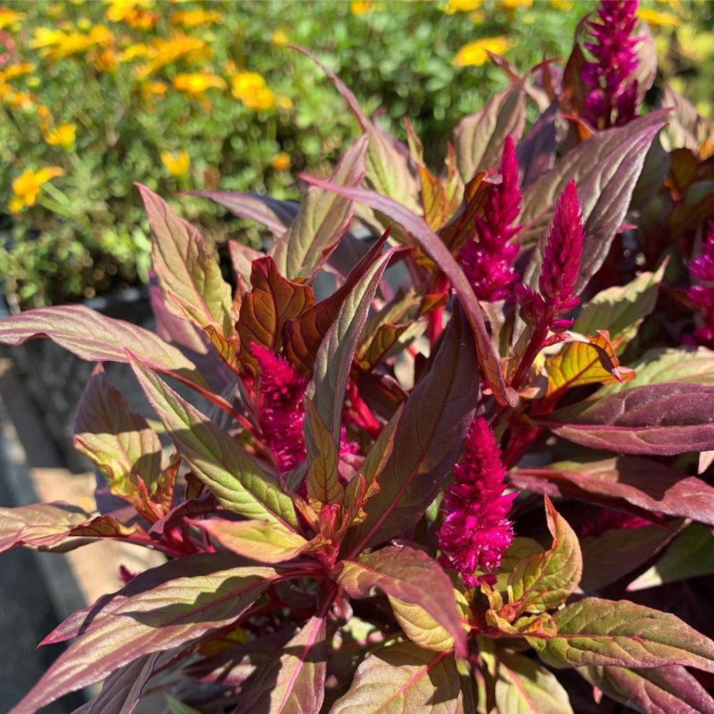 1 000 Red Garnet Amaranth Seeds Honest Seed Co