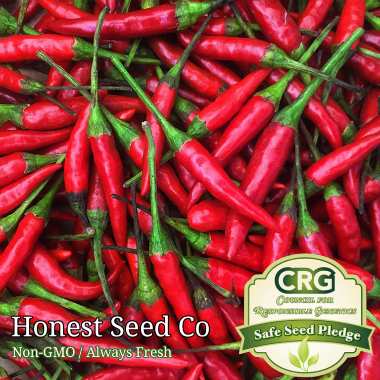 40+ Birdseye Chili Pepper Seeds HOT - Honest Seed Co.