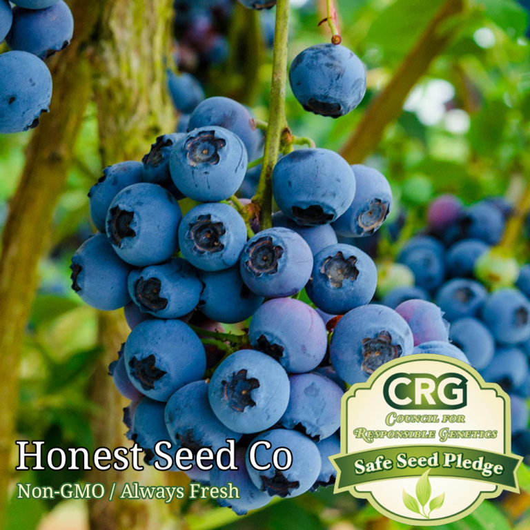 200++ Northern Highbush Blueberry Seeds - Honest Seed Co.
