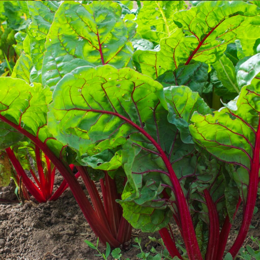 Ruby Red Swiss Chard Spinach Garden Seeds - Honest Seed Co.