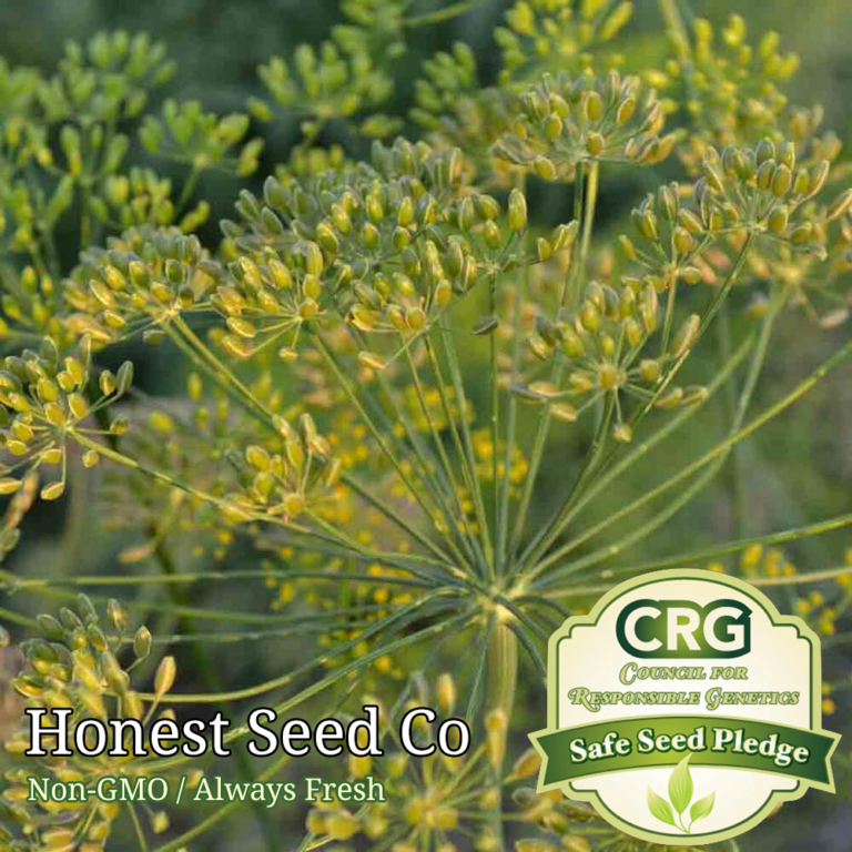 Dukat Dill Seeds - Honest Seed Co.