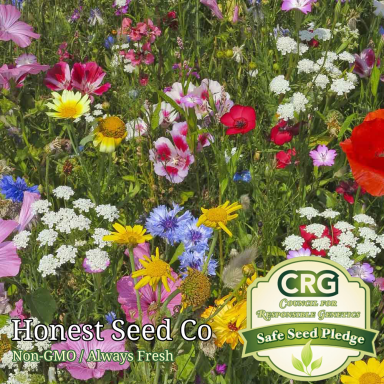 Hummingbird Butterfly Blend | Perennial Wildflower Mix with 23 Flower ...