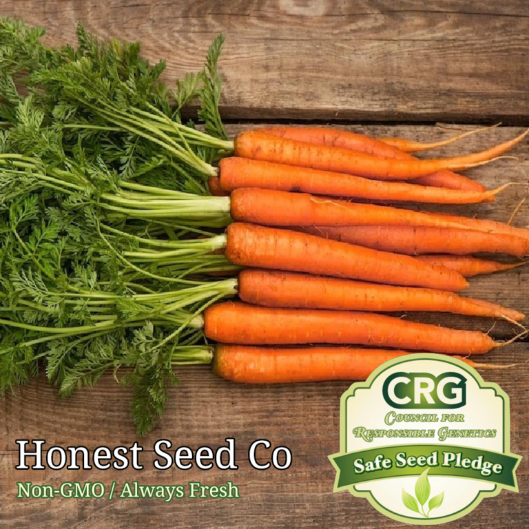 Scarlet Nantes Carrot Seeds - Honest Seed Co.
