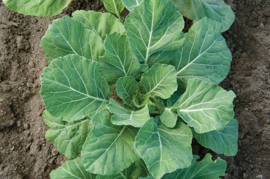 Vates Collard Green Seeds - Honest Seed Co.