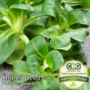 Corn Salad (Mache) Lamb's Lettuce - Dutch Broad Leaved - Honest Seed Co.