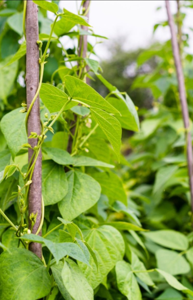 Bush vs. Pole Beans - Is staking required? - Honest Seed Co.