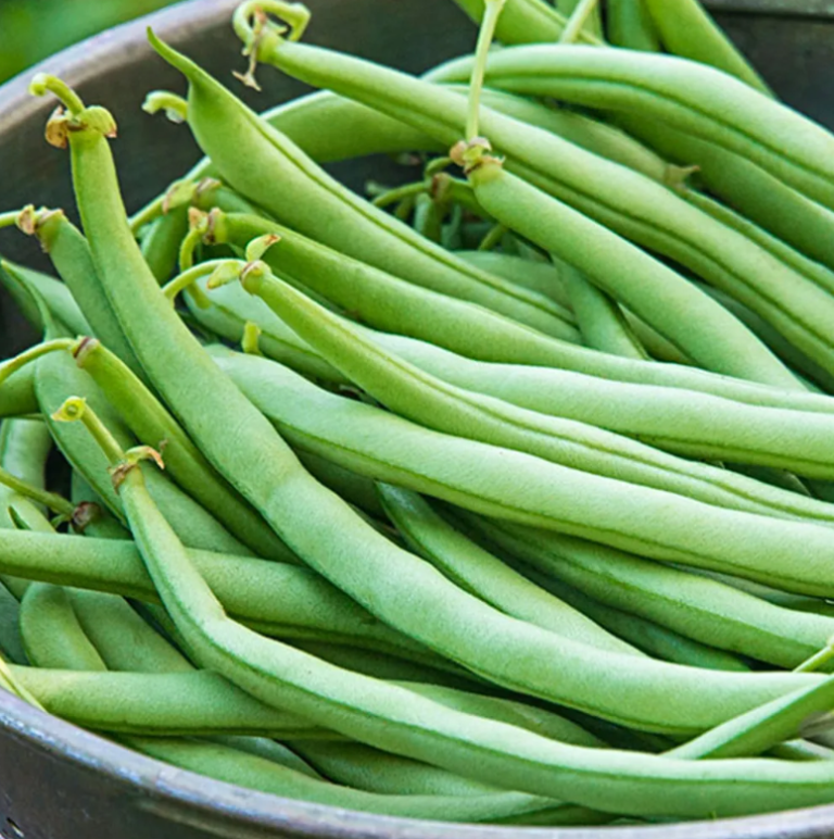 Blue Lake Beans: High-Yielding, Heat-Tolerant Variety for Exceptional ...