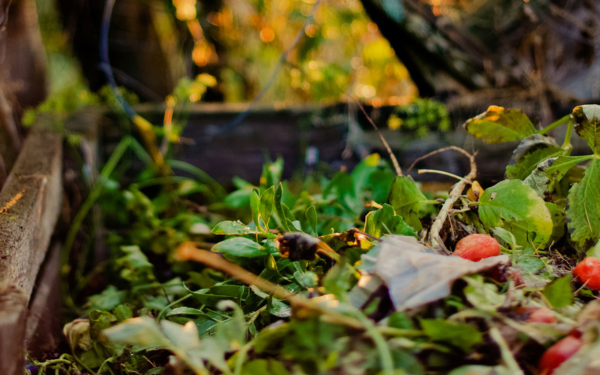 Guide to composting at home - Honest Seed Co.