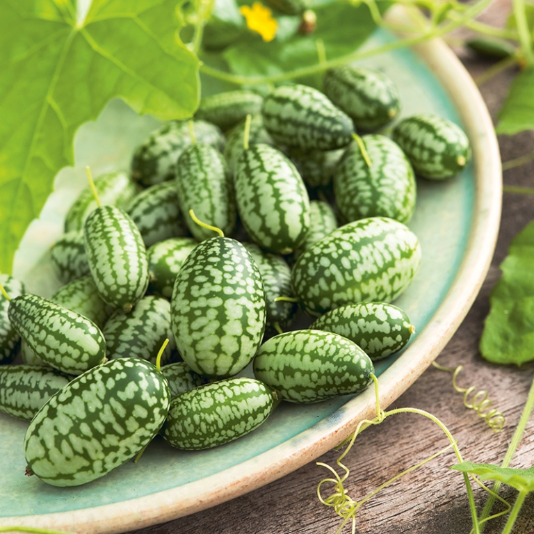 How to Grow Cucamelons (aka Mouse Melons, Mexican Sour Gherkin, Sandita ...