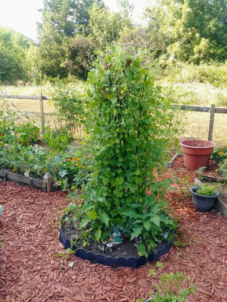 How to Grow Cucamelons (aka Mouse Melons, Mexican Sour Gherkin, Sandita ...