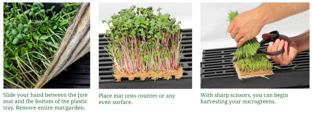 Professional Microgreen Growing Kit w/ Seeds - Honest Seed Co.