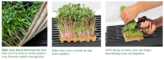 Professional Microgreen Growing Kit w/ Seeds - Honest Seed Co.
