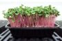 Professional Microgreen Growing Kit w/ Seeds - Honest Seed Co.