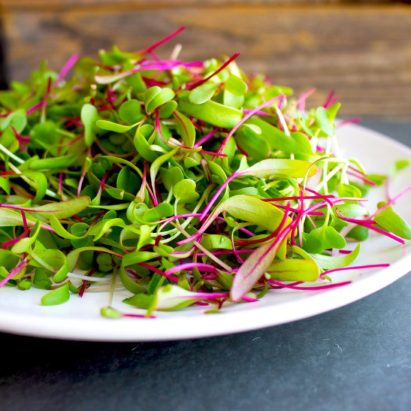 How to grow Microgreens at home - Honest Seed Co.