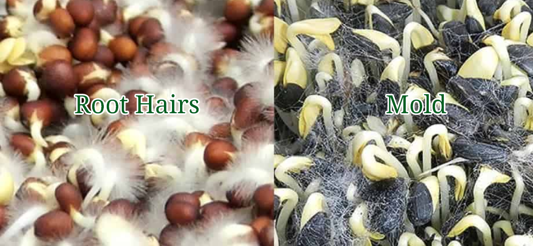 How to grow Microgreens at home - Honest Seed Co.