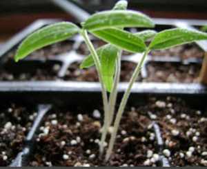 How to Grow Goji Berry Plant at home - Honest Seed Co.