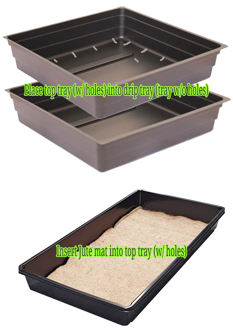 How to grow Microgreens at home - Honest Seed Co.