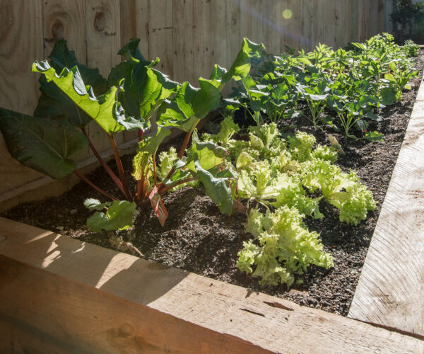 March Planting Guide: The Best Seeds to Sow for a Bountiful Spring Garden