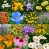 All Perennial Flower Seed Mix | 17 Flower Varieties - Honest Seed Co.